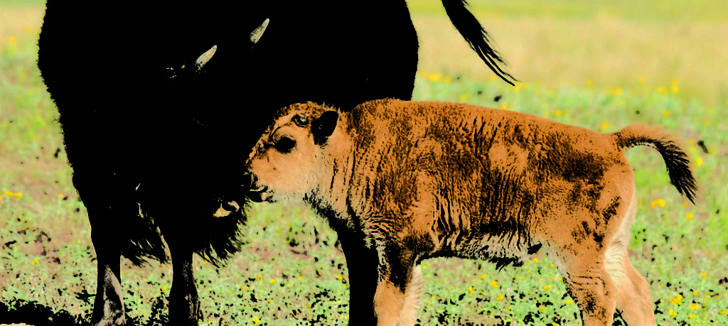 West Central Chapter – INPS